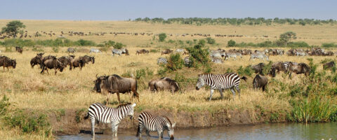 Maasai Mara National Reserve Fees 2024 – 2025: Everything You Need to ...